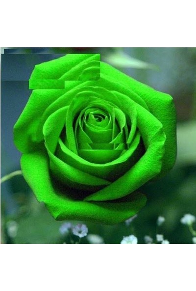 İstanbulmuz Yeşil Gül Fidanı