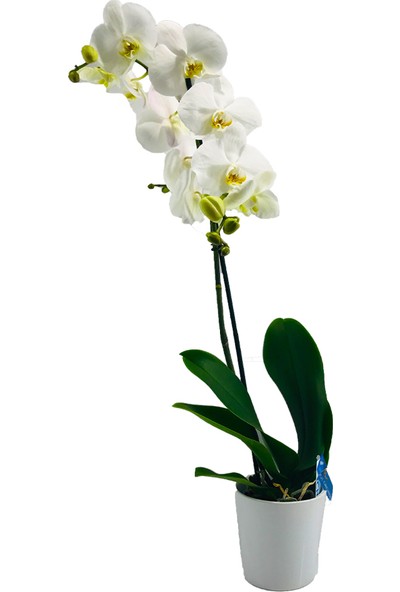 Palmiye Tek Dal Beyaz Orkide (Canlı Bitki)