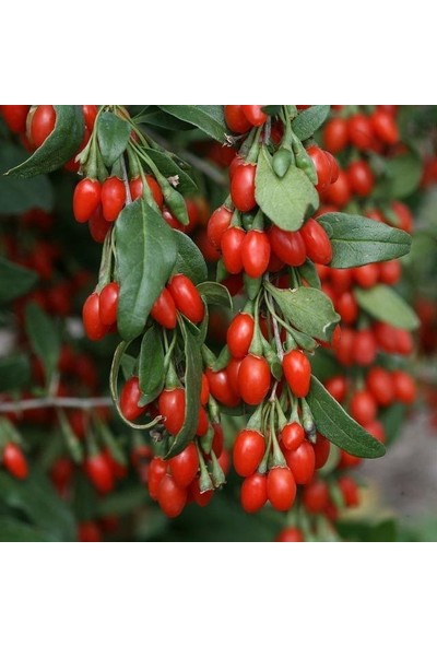 Evedair Butik Tüplü Fidan Goji Berry (Kurt Üzümü) FIDANI(10-15CM) Evedair Butik Tüplü Fidan Goji Berry (Kurt Üzümü) FIDANI(10-15CM)