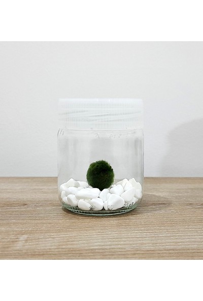 Sakura Şans Getiren Marimo Mossball ( 200CC )