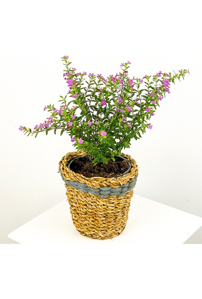 Fidan Burada Kufeya Lanesse Gri Hasır Saksılı Cennet Çiçeği - Mor Fidan Burada Kufeya Lanesse Gri Hasır Saksılı Cennet Çiçeği - Mor