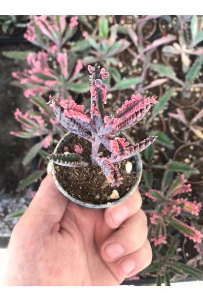 Ünal Kaktüs Kalanchoe Pink Butterflies (Pembe Aşkın Gözyaşı) Ünal Kaktüs Kalanchoe Pink Butterflies (Pembe Aşkın Gözyaşı)