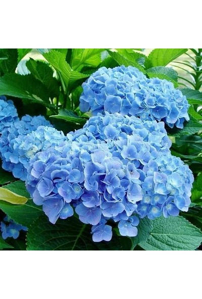 Rüzgar Botanik Mavi Ortanca Fidanı Saksılı 80 cm 100 cm Buyuk Boy