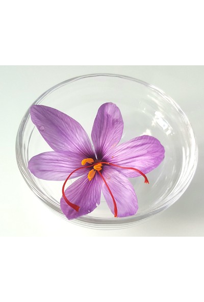 Mor Lalem 5 Adet Safran Soğanı