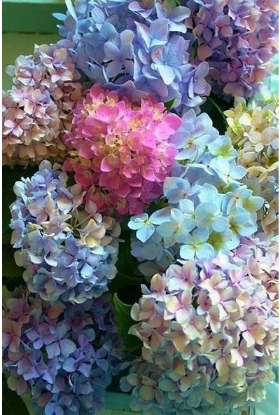 Lobelya Tohumculuk 15 Adet Karışık Soft Renkli Ortanca Çiçek Tohumu Lobelya Tohumculuk 15 Adet Karışık Soft Renkli Ortanca Çiçek Tohumu