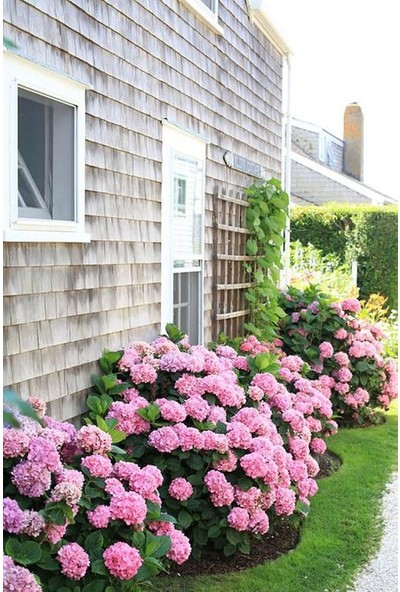 Lobelya Tohumculuk 15 Adet Pembe Renkli Ortanca Çiçek Tohumu