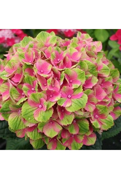 Lobelya Tohumculuk 15 Adet Pembe-Yeşil Renkli Ortanca Çiçek Tohumu