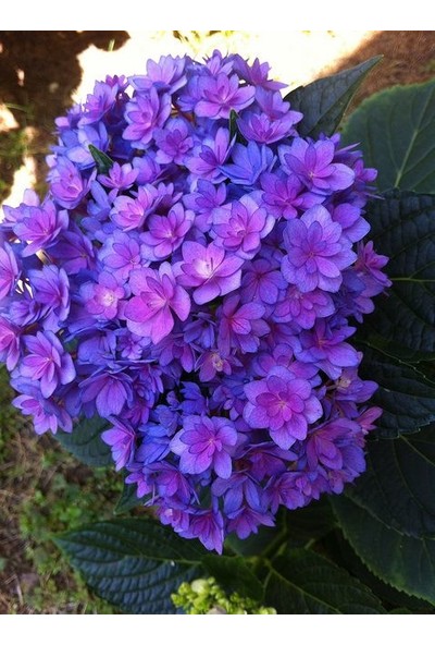 Lobelya Tohumculuk 15 Adet Mor Renkli Ortanca Çiçek Tohumu