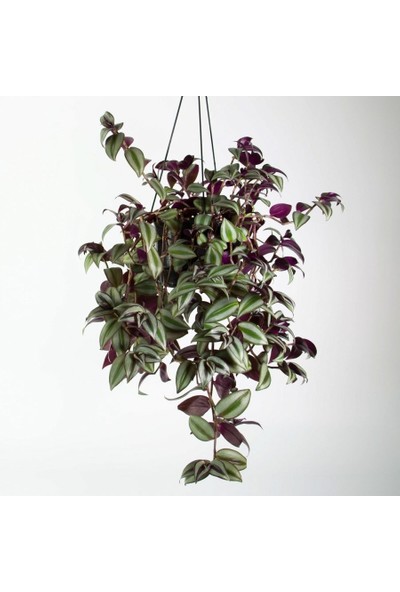 Rüzgar Botanik Telgraf Çiçeği Fidanı Tradescantia Zebrana Rüzgar Botanik Telgraf Çiçeği Fidanı Tradescantia Zebrana