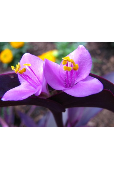 Rüzgar Botanik Mor Telgraf Çiçeği Fidanı Saksılı 30 cm 50 cm Rüzgar Botanik Mor Telgraf Çiçeği Fidanı Saksılı 30 cm 50 cm