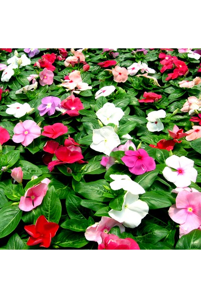 Rüzgar Botanik 10'lu Rozet Çiçeği Fidesi Fidanı