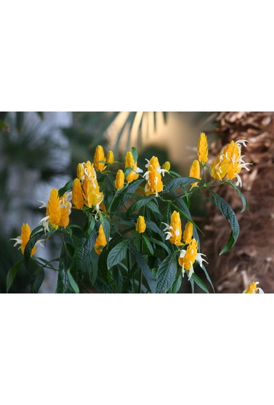 Rüzgar Botanik Sarı Karides Fidanı Saksılı 30 cm 50 cm Rüzgar Botanik Sarı Karides Fidanı Saksılı 30 cm 50 cm