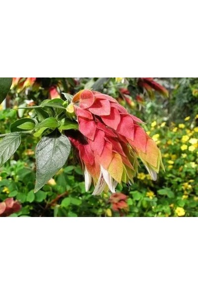 Rüzgar Botanik Karides Çiçeği Fidanı Saksılı 30 cm 60 cm