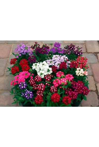 Rüzgar Botanik 10'lu Karışık Yer Minesi Fidesi Fidanı 5 cm 15 cm Rüzgar Botanik 10'lu Karışık Yer Minesi Fidesi Fidanı 5 cm 15 cm