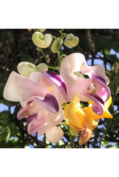 Rüzgar Botanik Selluka Izmir Sarmaşığı Fidanı Saksılı 60 cm 80 cm Rüzgar Botanik Selluka Izmir Sarmaşığı Fidanı Saksılı 60 cm 80 cm