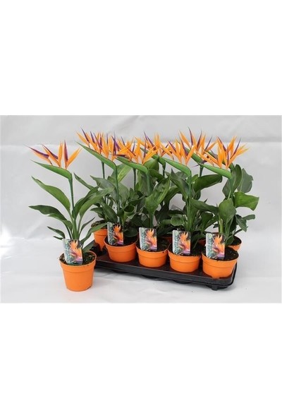 Peyzaj Burada Online Bahçe Market Starliçe Regina Cennet Kuşu (Strelitzia Reginae)
