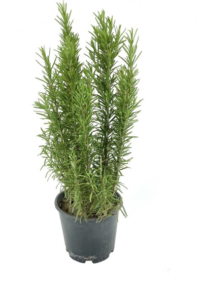 My Botanik Biberiye 30-40 cm Saksıda-3'lü