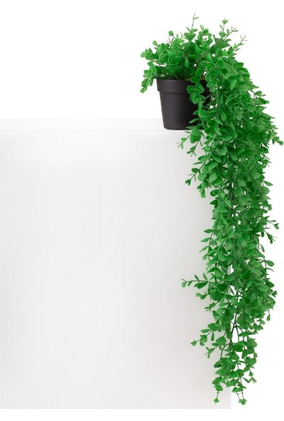 Çiçek misin Mini Siyah Plastik Saksıda Sarkan Şimşir