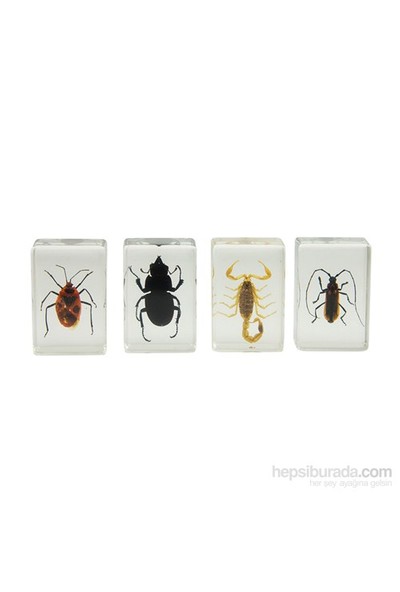 Celestron 44407 3D Böcek Örneği Seti 1