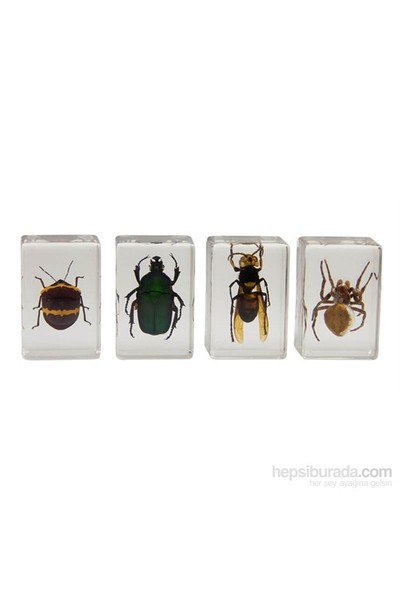 Celestron 44408 3D Böcek Örneği Seti 2