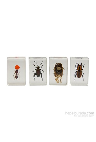 Celestron 44409 3D Böcek Örneği Seti 3