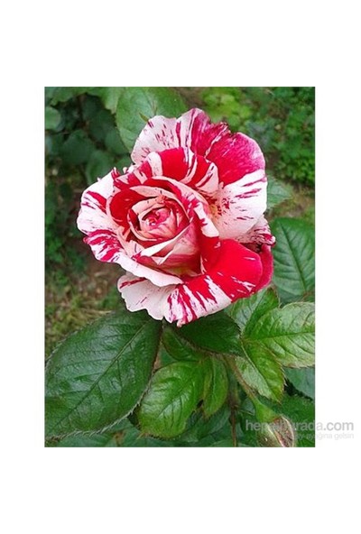 Plantistanbul Aşılı Gül Fidanı Türkiyem (Türk) Gülü, Saksıda