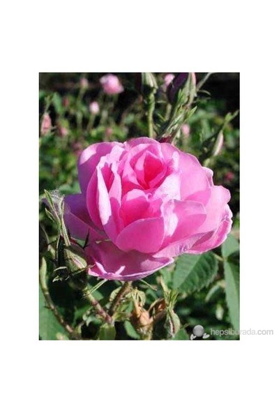 Plantistanbul Aşılı Isparta Gülü Fidanı