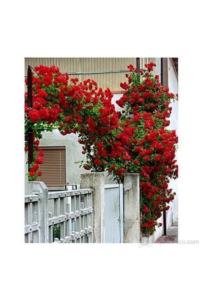 Plantistanbul Kırmızı Sarmaşık Gül Fidanı