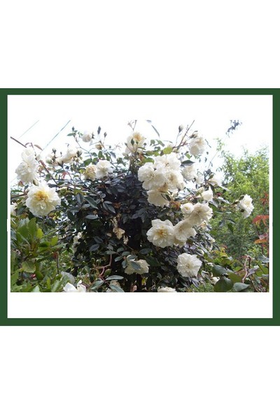 Fidanİstanbul Sarmaşık Gül Fidanı Beyaz Fidanİstanbul Sarmaşık Gül Fidanı Beyaz