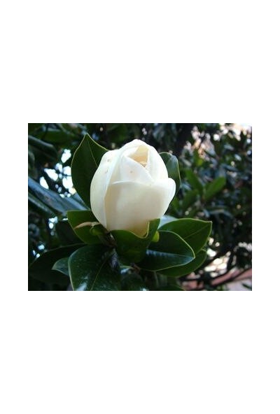 Lala Ahmet Botanik Manolya Ağacı 30-40 Cm. Saksıda 12 Ay Dikilebilir Lala Ahmet Botanik Manolya Ağacı 30-40 Cm. Saksıda 12 Ay Dikilebilir