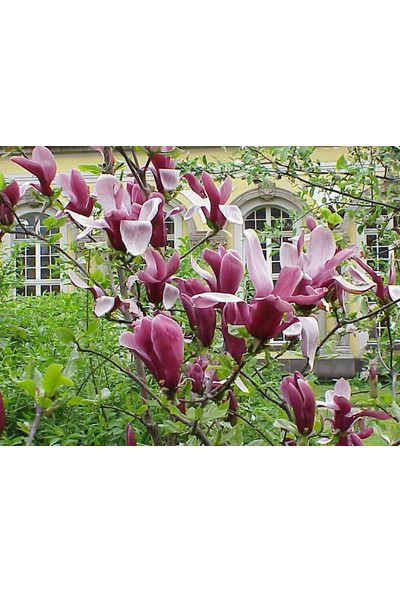 Lala Ahmet Botanik Ender Bulunan Manolya Yaprak Döken Magnolya Soulengiana Saksılı 120-150 Cm. Civarında Lala Ahmet Botanik Ender Bulunan Manolya Yaprak Döken Magnolya Soulengiana Saksılı 120-150 Cm. Civarında