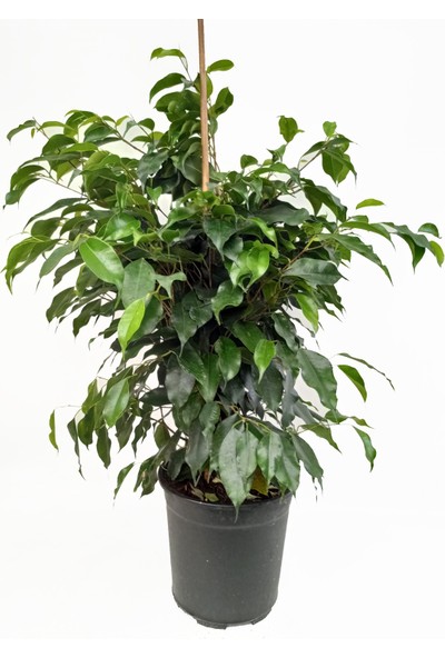 Fidanova Ficus Benjamin Fidanova Ficus Benjamin