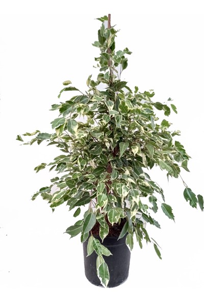 Fidanova Ficus Benjamin Fidanova Ficus Benjamin