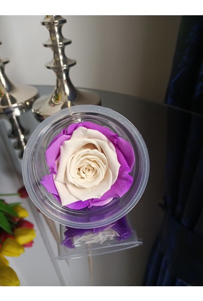 Melt Home Design Mor-Beyaz Solmayan Ekvator Gülü Melt Home Design Mor-Beyaz Solmayan Ekvator Gülü