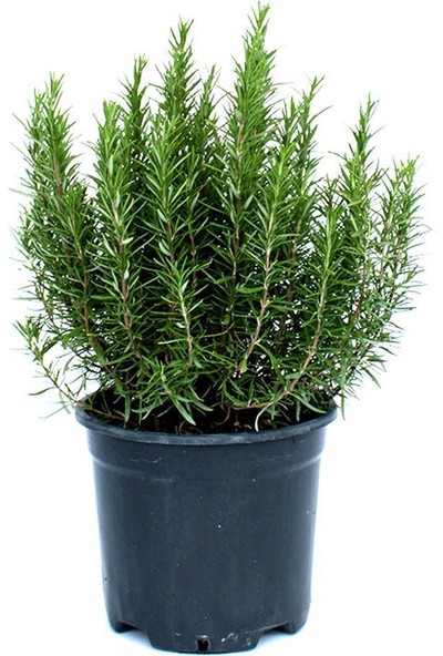 Renk Sepeti Biberiye Rosmarinus Officinalis 20-40 cm