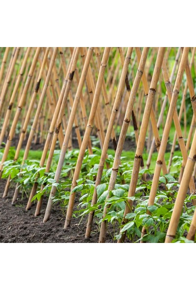 Renk Sepeti Bitki Destek Çubuğu Bambu 150 cm 10'lu Renk Sepeti Bitki Destek Çubuğu Bambu 150 cm 10'lu