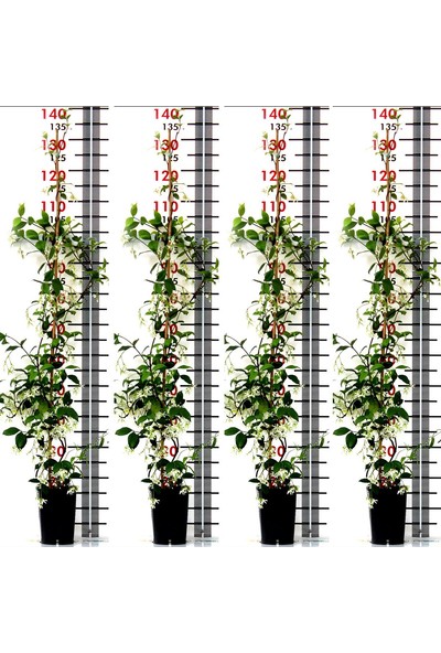 Renk Sepeti 4 Adet Arap Yasemini 125 150 cm Renk Sepeti 4 Adet Arap Yasemini 125 150 cm