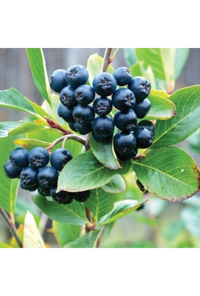 Renk Sepeti Viking Aronya Fidanı 2 3 Yaş Renk Sepeti Viking Aronya Fidanı 2 3 Yaş