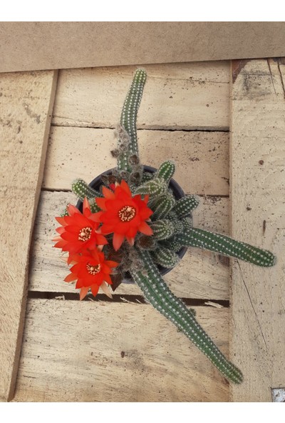 Fintarla Büyük Boy Chamaecereus Silvestri Kurt Yılan Kaktüs 8.5 cm Saksıda Fintarla Büyük Boy Chamaecereus Silvestri Kurt Yılan Kaktüs 8.5 cm Saksıda