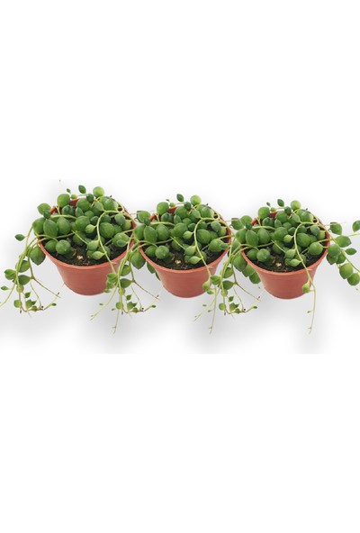Fintarla 3'lü Senecio Rowleyanus Tespih Çiçeği Fintarla 3'lü Senecio Rowleyanus Tespih Çiçeği