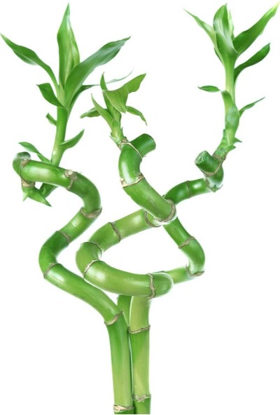 Fintarla Lucky Bamboo Şans Bambusu 50 cm Fintarla Lucky Bamboo Şans Bambusu 50 cm