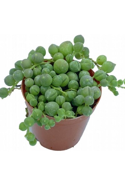 Fintarla Senecio Rowleyanus Tespih Çiçeği 5.5 cm Fintarla Senecio Rowleyanus Tespih Çiçeği 5.5 cm