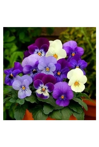 Arzuman Hercai Menekşe Tohumu 100 Adet