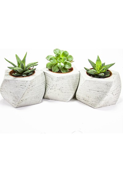 Taş Rüyası Beton Sukulent Saksı 3'lü Set ( Çiçek Dahil)