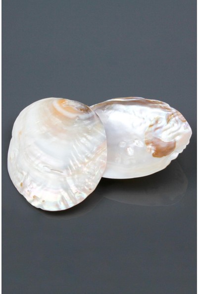 Asya Gems Istiridye Sedef Deniz Kabuğu