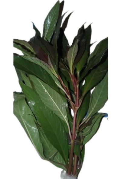 Hops Hygrophila Corymbosa”rubra” Hops Hygrophila Corymbosa”rubra”