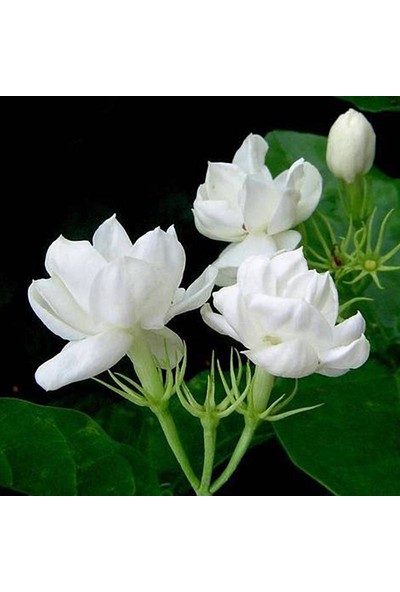 Uzun Botanik Arap Yasemini 80 - 100 cm Saksılı Uzun Botanik Arap Yasemini 80 - 100 cm Saksılı