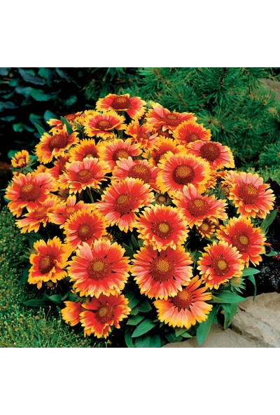 Rüzgar Botanik Gayret Çiçeği Fidanı Saksılı 10 cm 40 cm