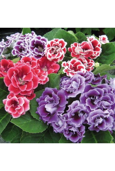 Rüzgar Botanik Bardak Menekşesi Gloxinia Saksılı 10 cm 30 Karışık Renk Rüzgar Botanik Bardak Menekşesi Gloxinia Saksılı 10 cm 30 Karışık Renk