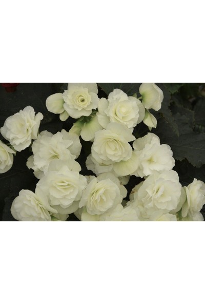 Rüzgar Botanik Beyaz Katlı Begonya Fidanı Saksılı 10 cm 30 cm Rüzgar Botanik Beyaz Katlı Begonya Fidanı Saksılı 10 cm 30 cm